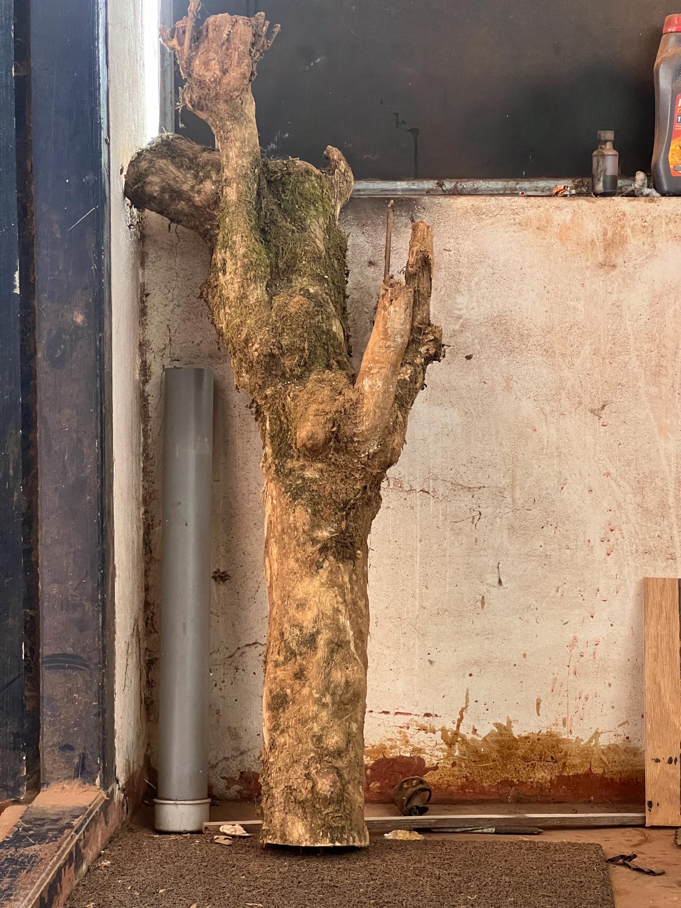 Coffee Tree Wood - Coffee Beans Dozing Cup, Dozing Bowl Made From 100 ...