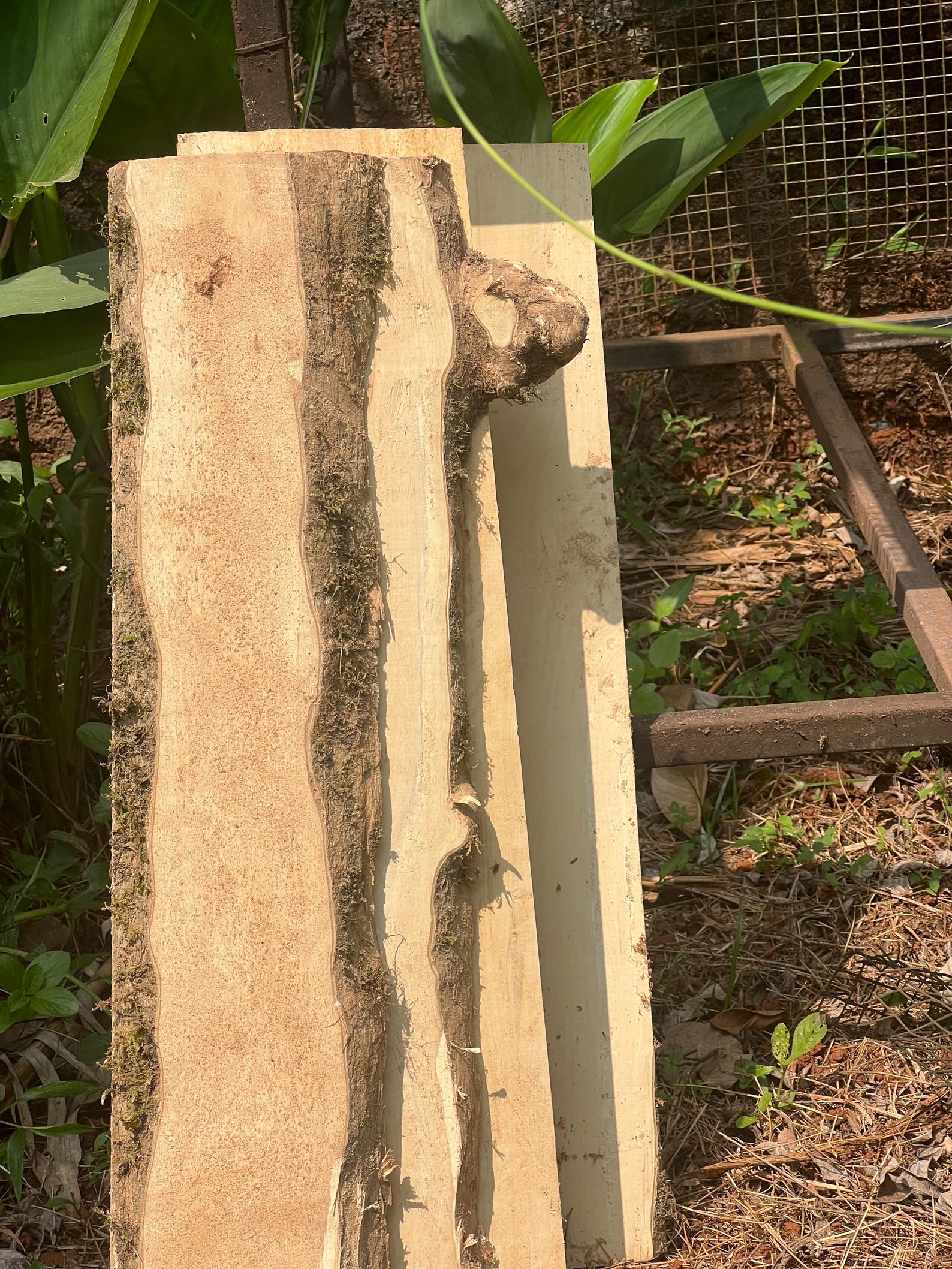 Coffee Tree Wood - Coffee Beans Dozing Cup, Dozing Bowl Made From 100 ...