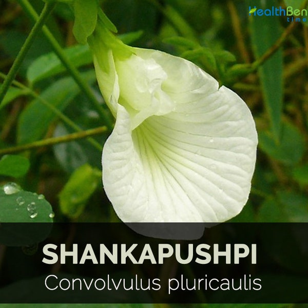 Shankhpushpi Herb - Etsy