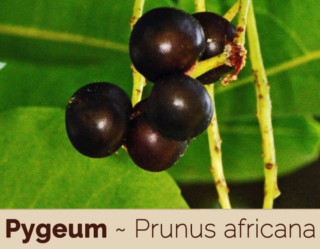 Pygeum Africanum Capsules 50 100 200 Etsy Uk