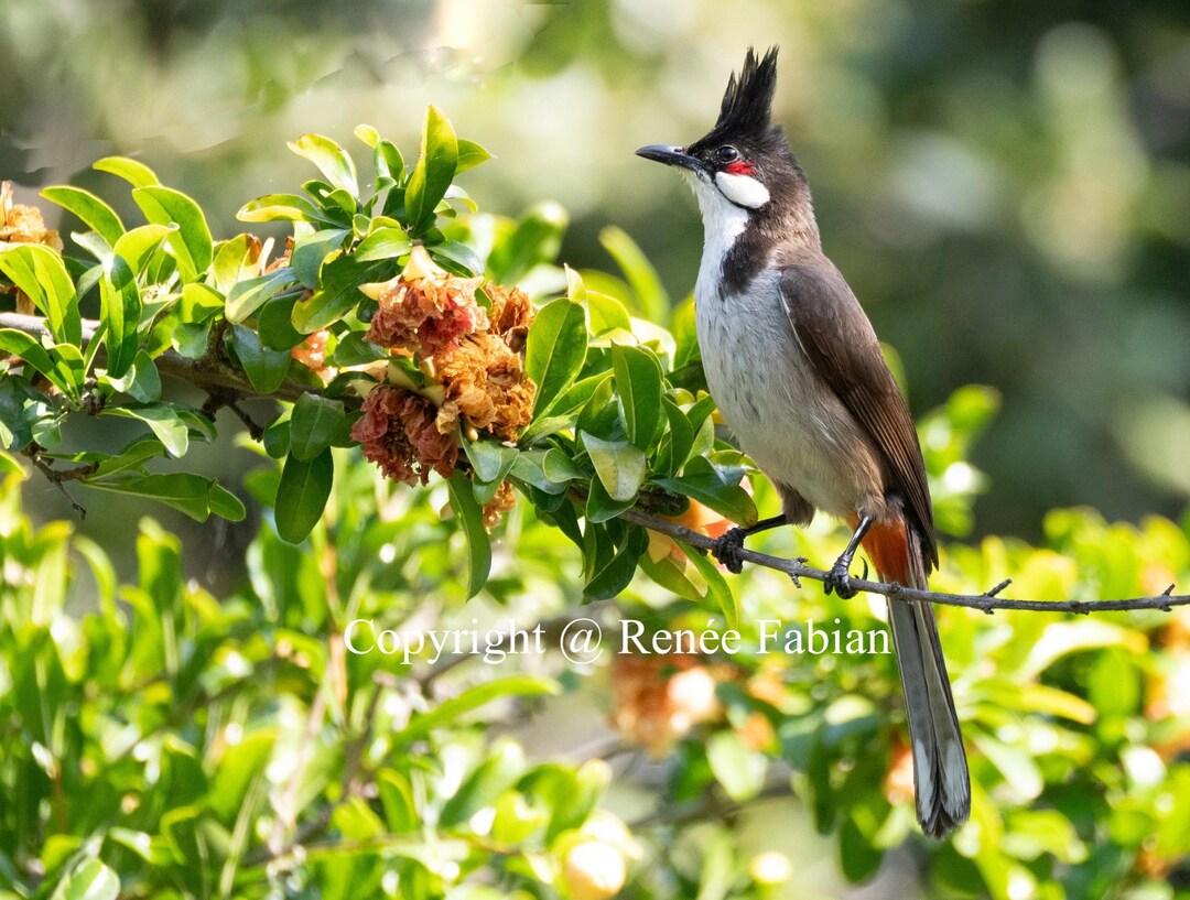 Red-whiskered Bulbul Bird Print: Exotic Songbird Photography, Nature ...
