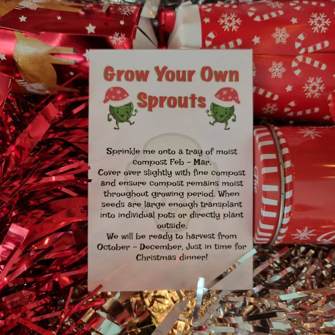 Grow Your Own Sprouts Christmas Stocking Filler Joke Present Secret ...