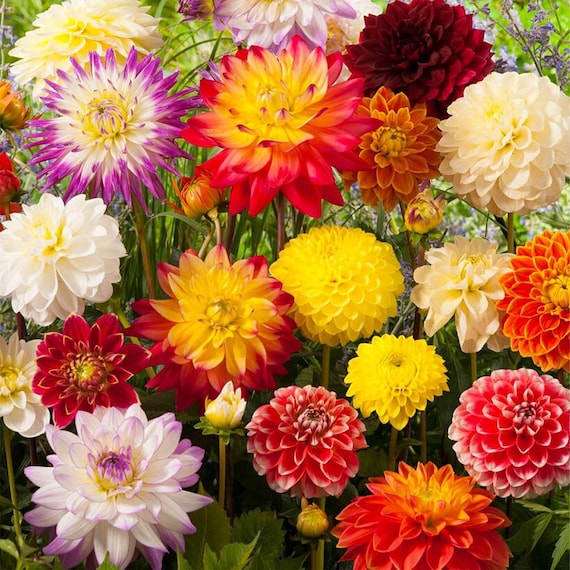 Dahlia variety seeds x 30 Pom Pom cactus dwarf Yankee dandy strawberry ...