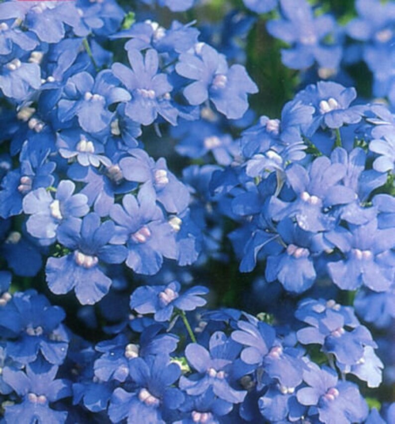 Premium Handpicked Flower Seeds Uk Supplier Same Day Dispatch Nemesia ...