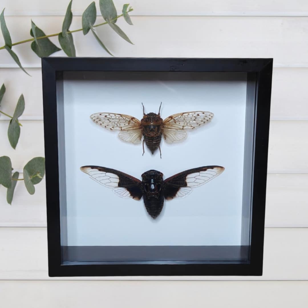 Cicada Fly Display Duo. Black Shadow Box Frame. Glass Front. Entomology ...