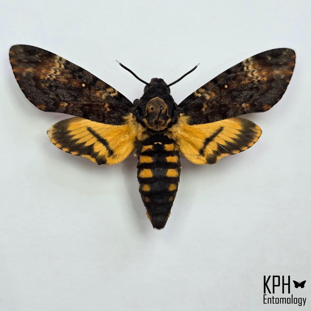 Deaths-head Hawk Moth. for Collection, Arts, Crafts, Jewellery Making ...