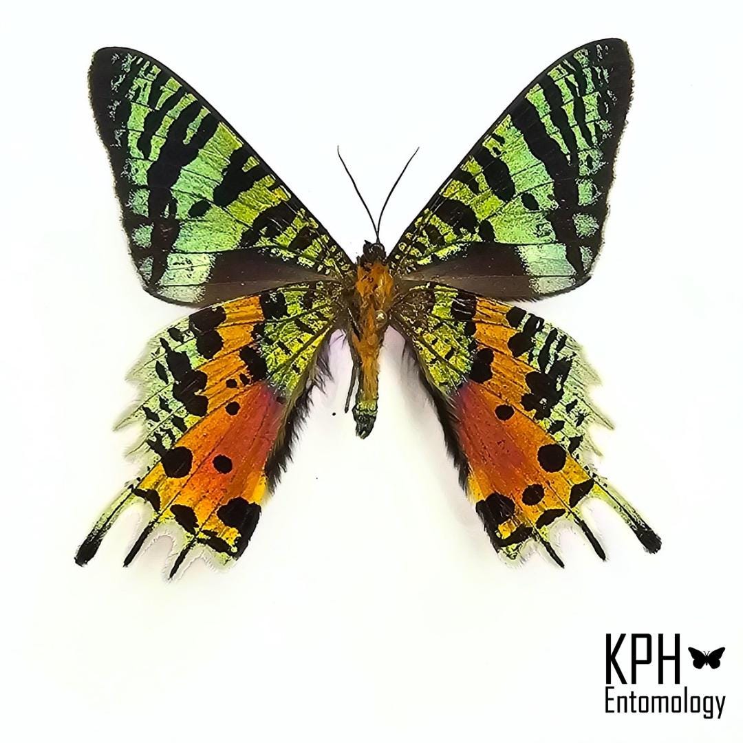 Madagascan Sunset Moth. for Collection, Arts, Crafts, Jewellery Making ...
