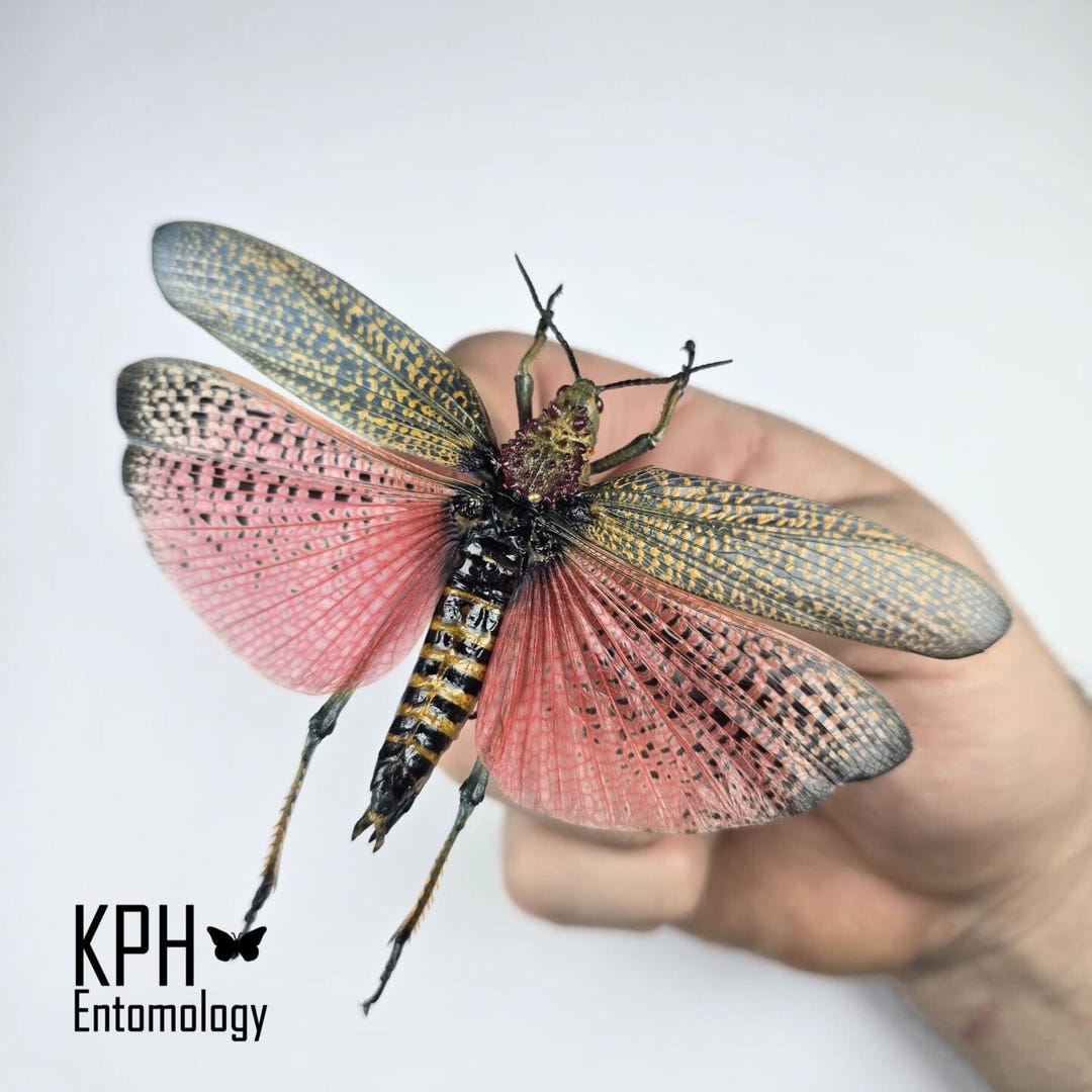 HUGE Rainbow Milkweed Locust: Madagascar Phymateus Saxosus, Wings ...