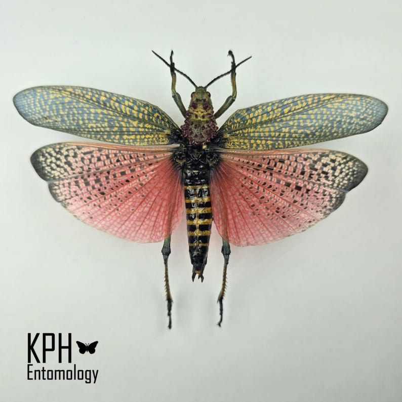 HUGE Rainbow Milkweed Locust. Grasshopper. Madagascar Phymateus Saxosus ...