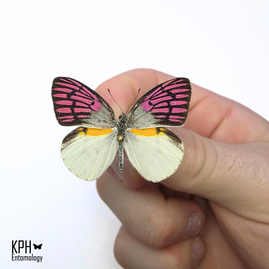 Colotis Zoe. Real Butterfly. Orange. Madagascan. Collectible Insect. - Etsy