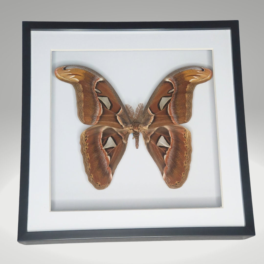 Atlas Moth Attacus Atlas Butterfly Entomology Insect Frame. Taxidermy ...