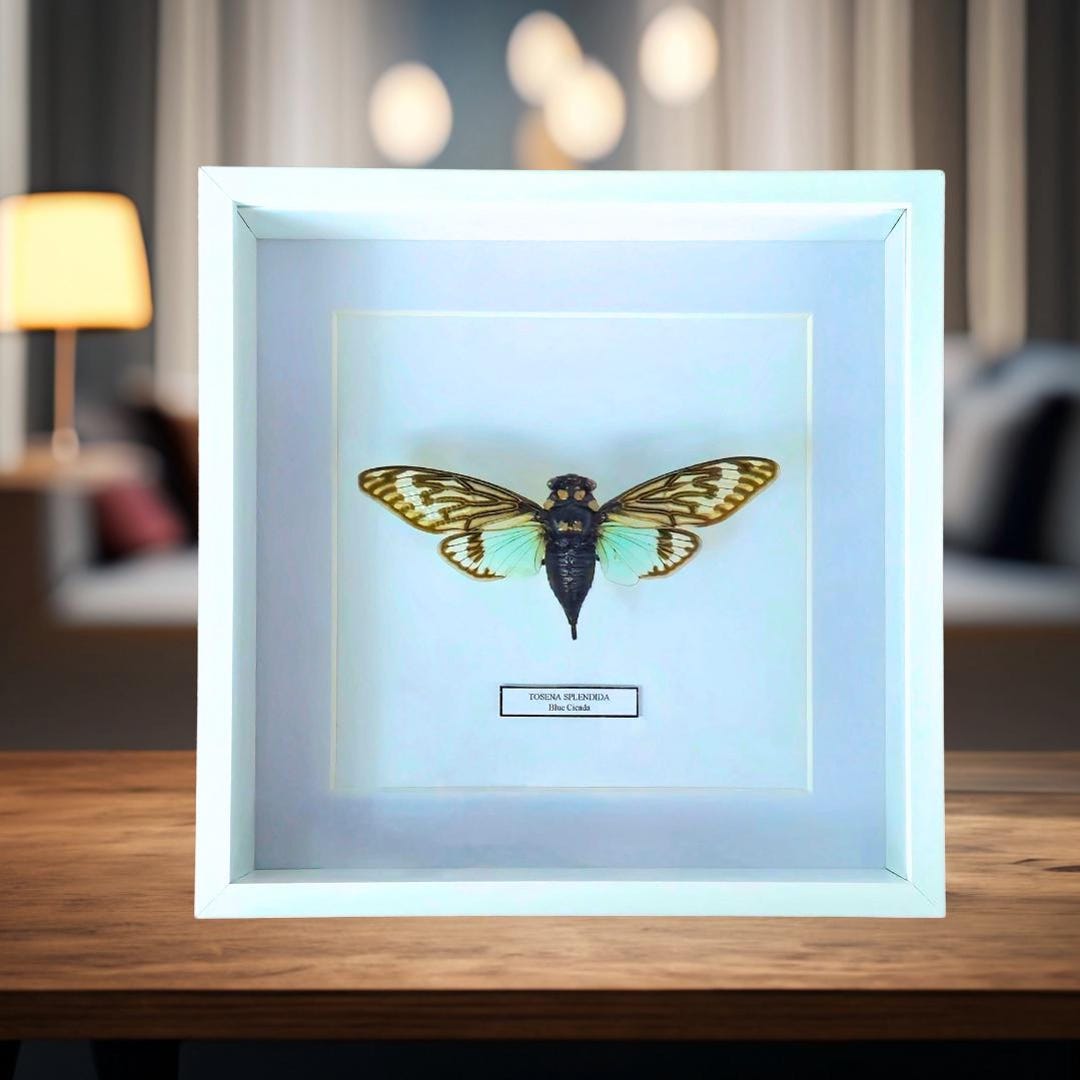 The Blue Cicada. Tosena Splendida. Entomology Gift. Taxidermy Insect ...