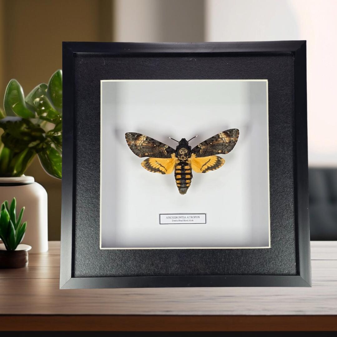 Deaths Head Hawk Moth. Archerontia Atropos. Gothic Skull Moth. Framed ...