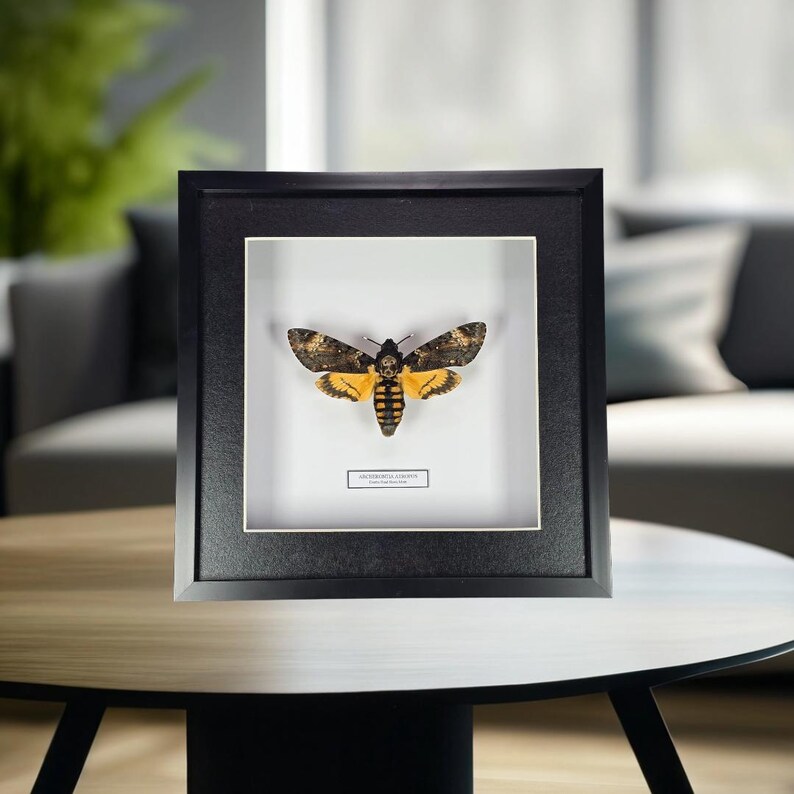 Deaths Head Hawk Moth. Archerontia Atropos. Gothic Skull Moth. Framed ...