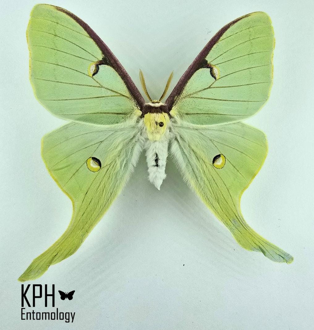 Actias Luna Moth Specimen. American Moon Moth. Framing. Nature Art ...
