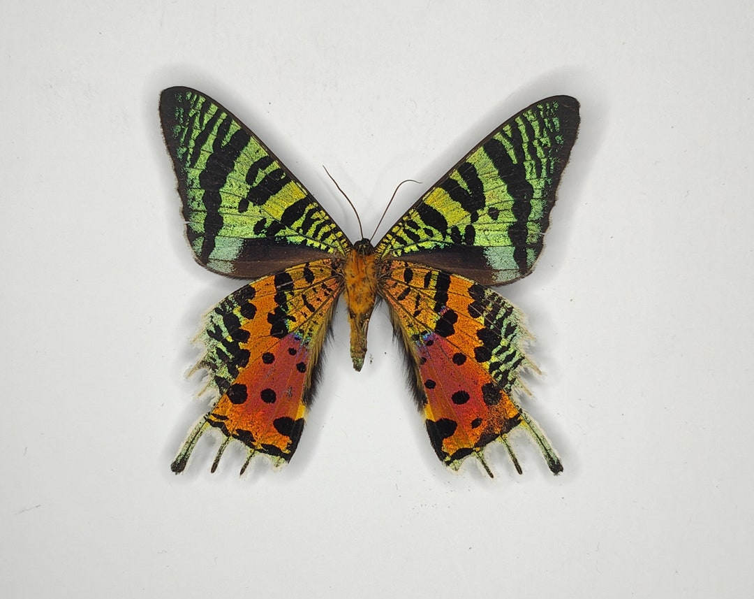 Chrysiridia Rhipheus. Madagascan Sunset Moth Taxidermy Butterfly. Wings ...