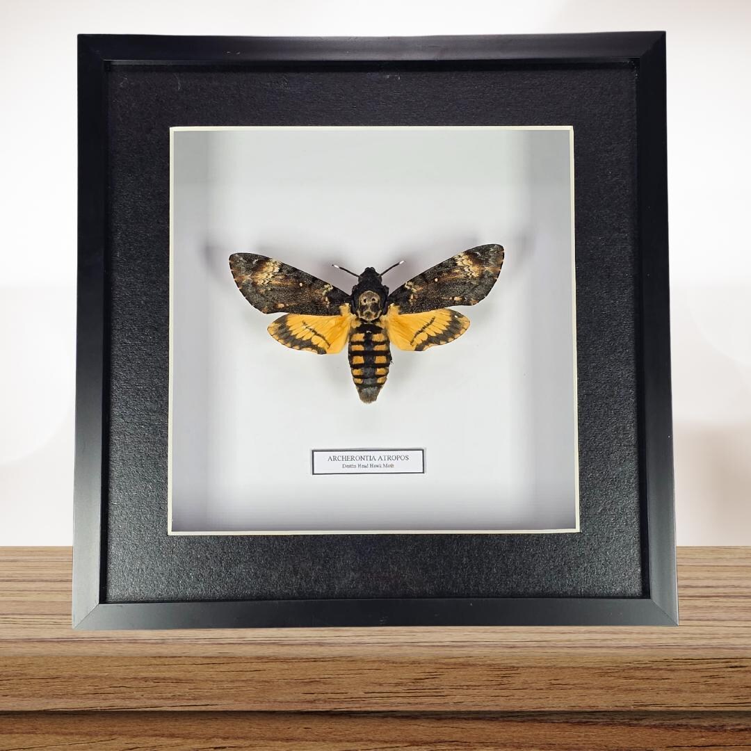 Deaths Head Hawk Moth. Archerontia Atropos. Gothic Skull Moth. Framed ...