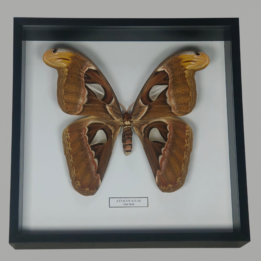 Atlas Moth. Attacus Atlas. Female. Asia. Taxidermy Moth Frame ...
