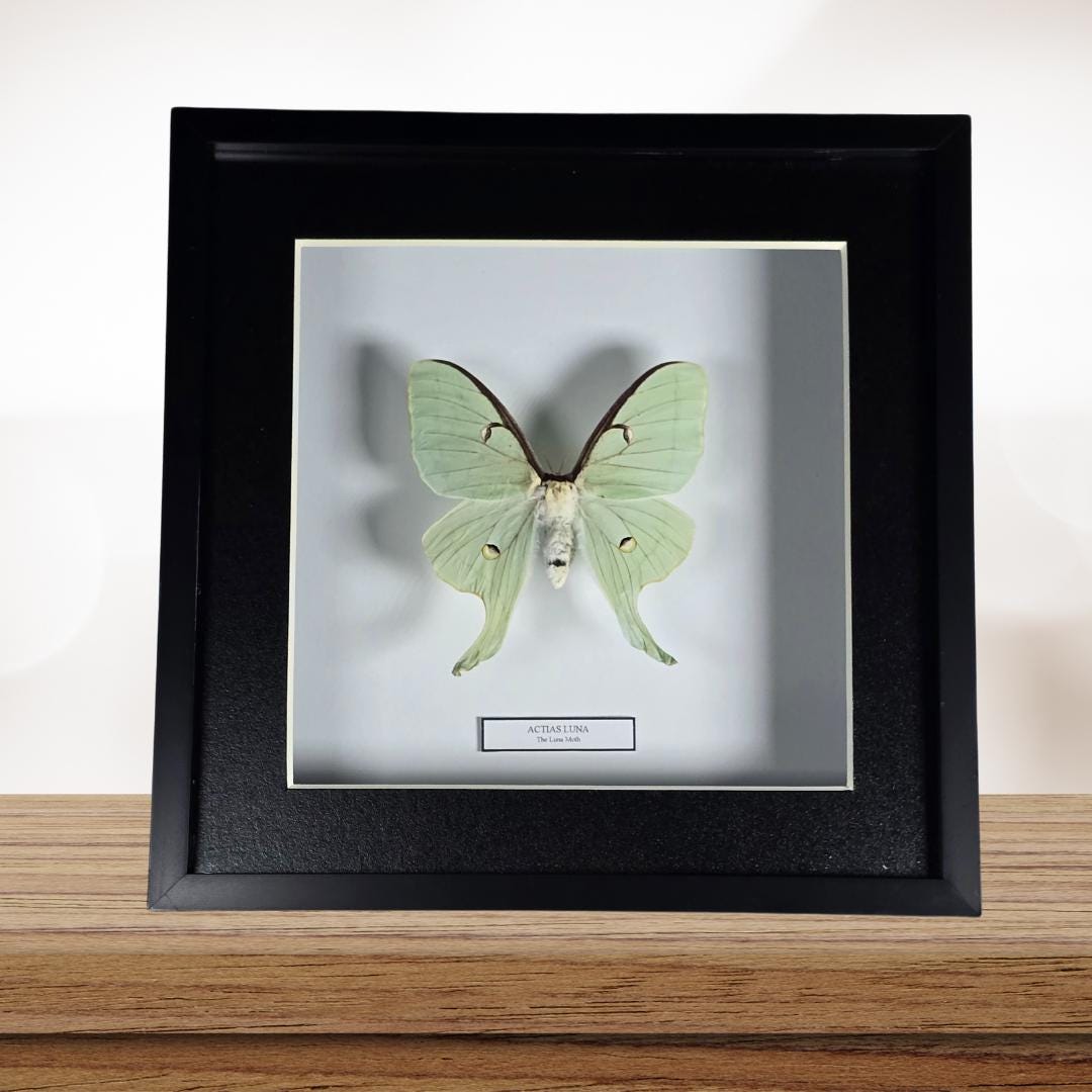 The Luna Moth. Actias Luna. Framed Entomology. Taxidermy Art. Home ...
