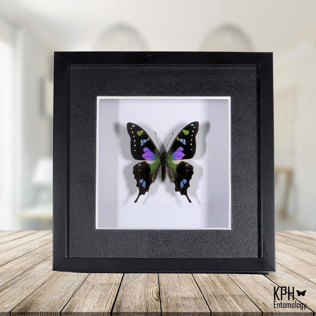 The Purple Spotted Swallowtail. Graphium Weiskei. Entomology Frame ...