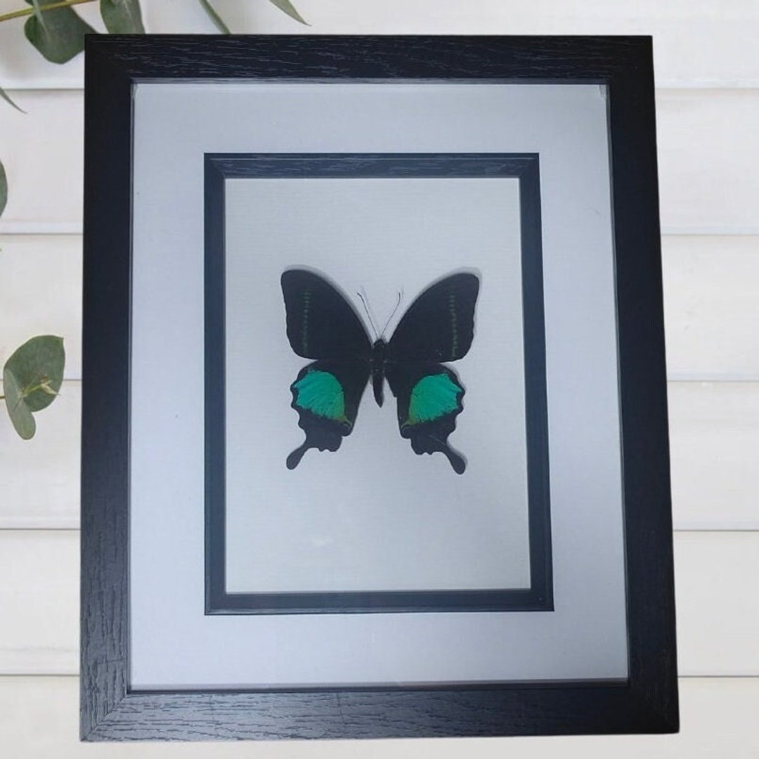 Paris Peacock Butterfly. Papilio Paris Gedeensis. Black Shadowbox Frame ...