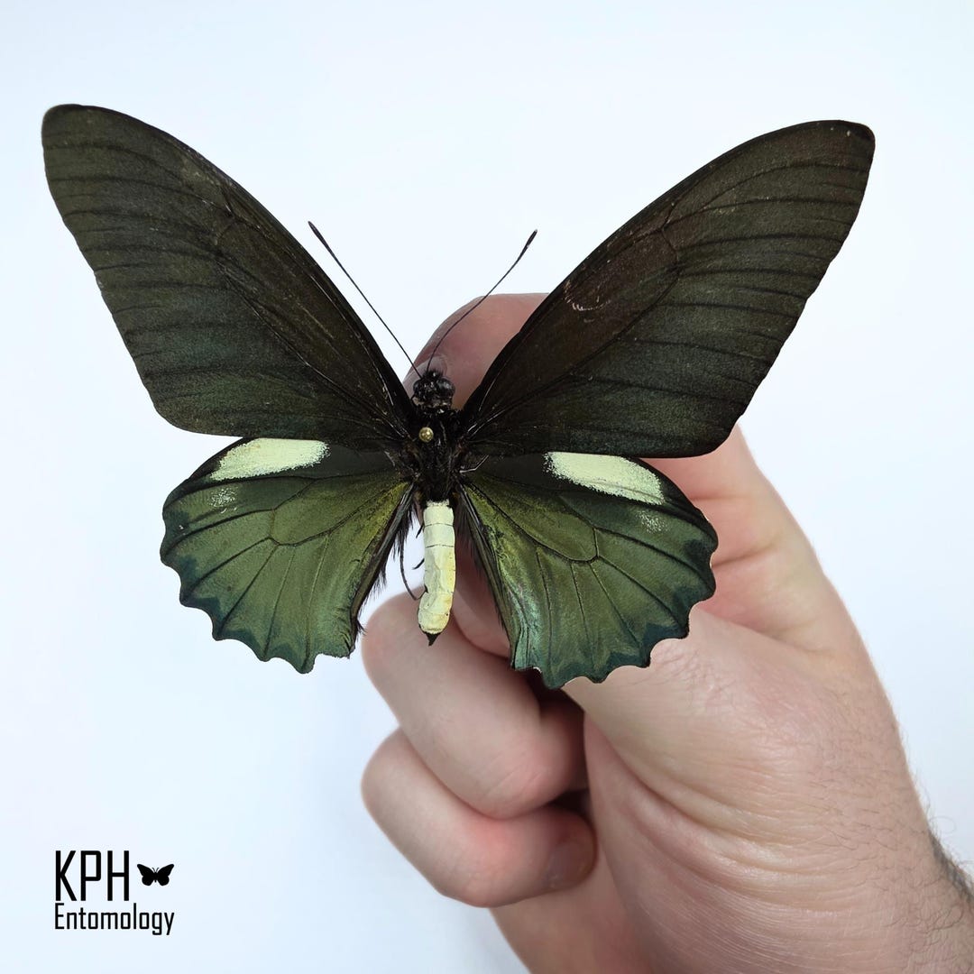 Belus Swallowtail. Battus Belus. Wings Spread. Entomology Specimen ...