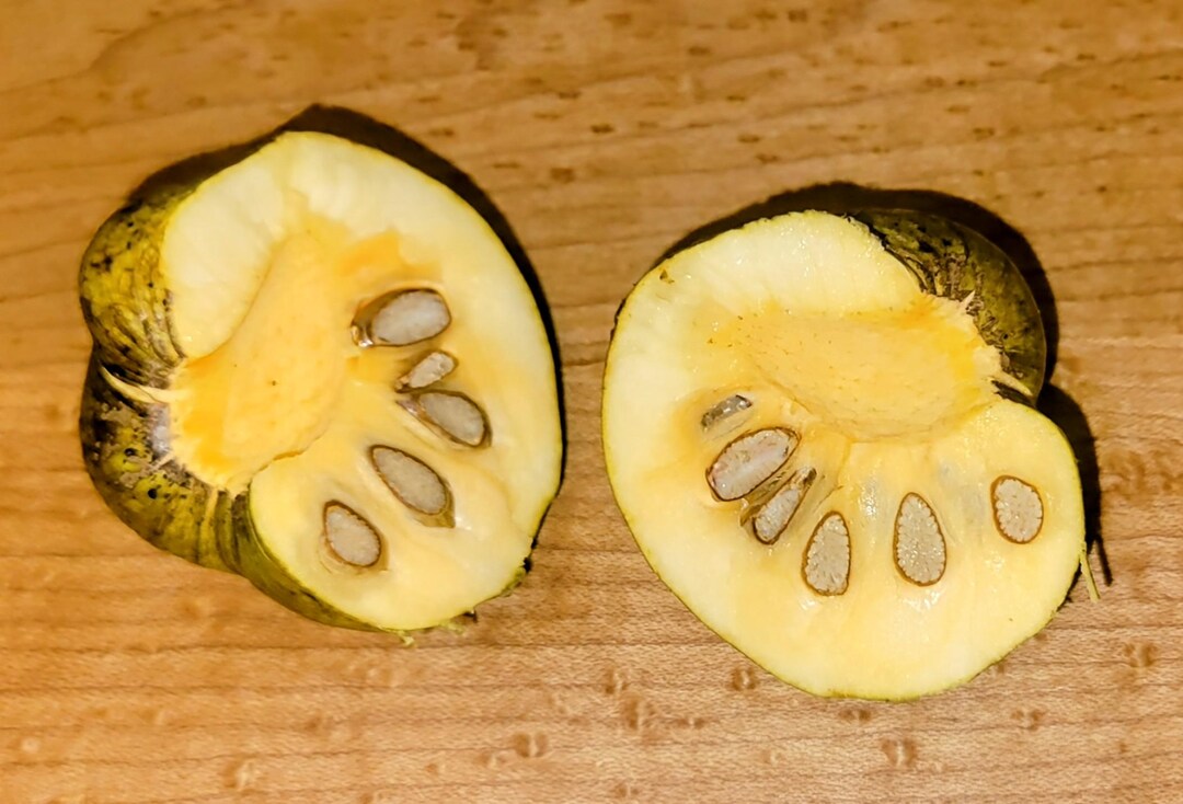 Pond Apple Seeds - Annona Glabra - 5 Seeds - Etsy