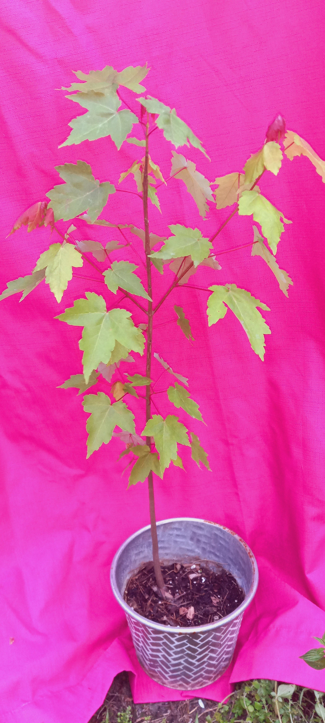 Florida Maple Acer Floridanum Live Plant - Etsy