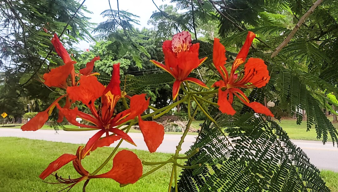 Royal Poinciana Seedling Delonix Regia Live Plant - Etsy
