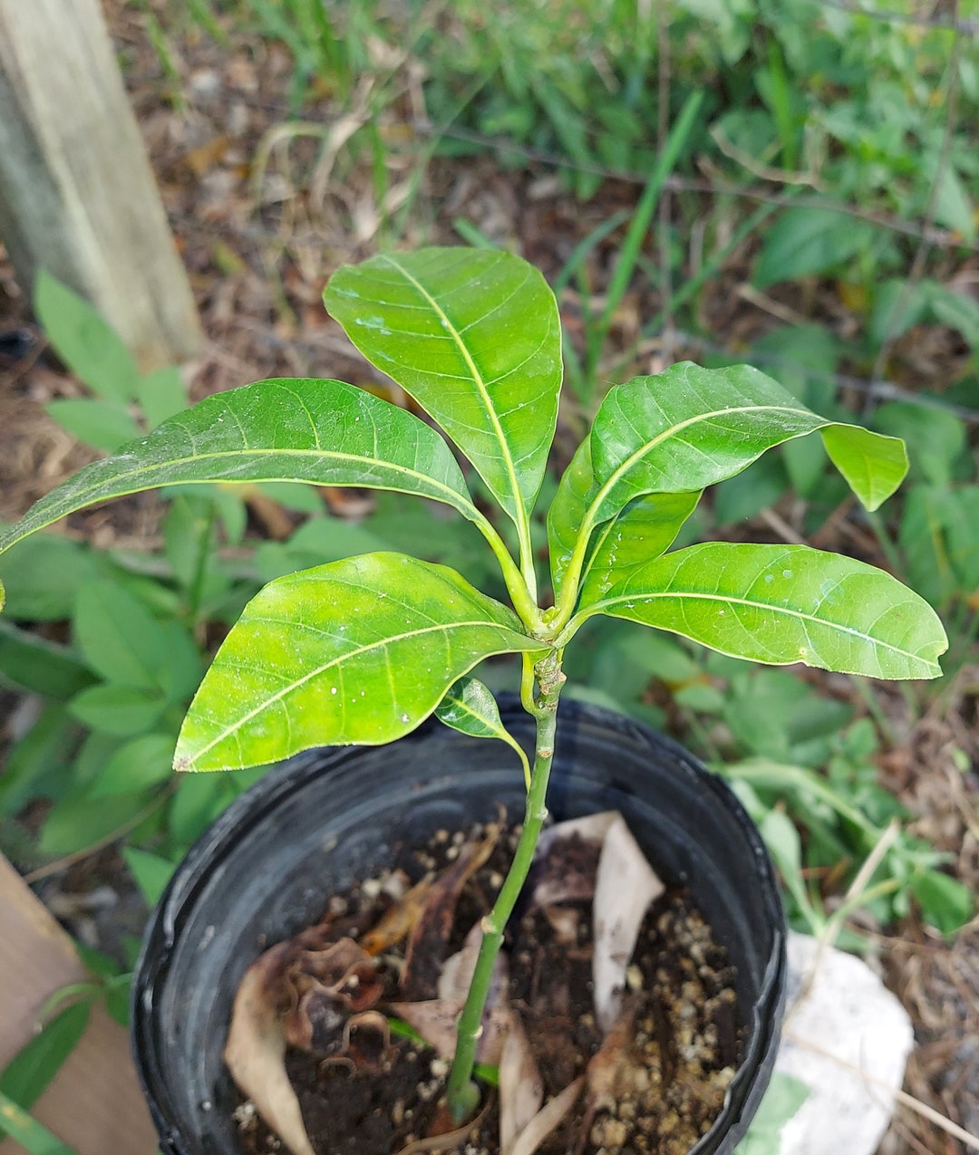 Mango Seedling - Mangifera Indica - Live Plant - Etsy
