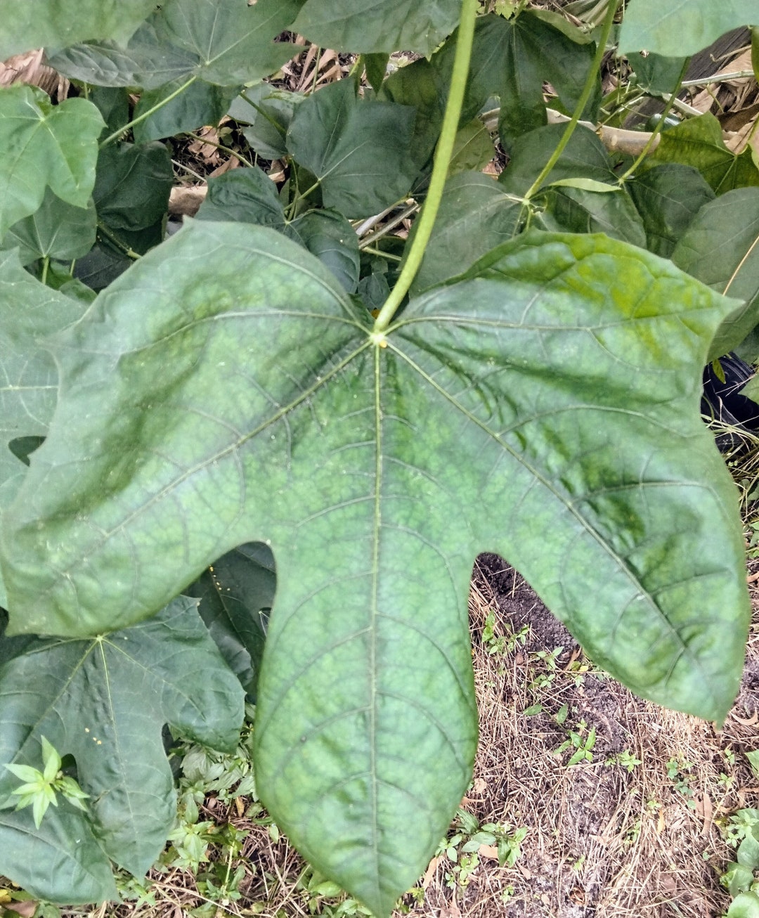 Broadleaf Chaya - Spinach Tree - Maple Leaf Chaya - Cnidoscolus ...