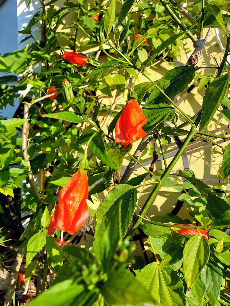 Turks Cap Mallow Cuttings Malvaviscus Penduliflorus - Etsy