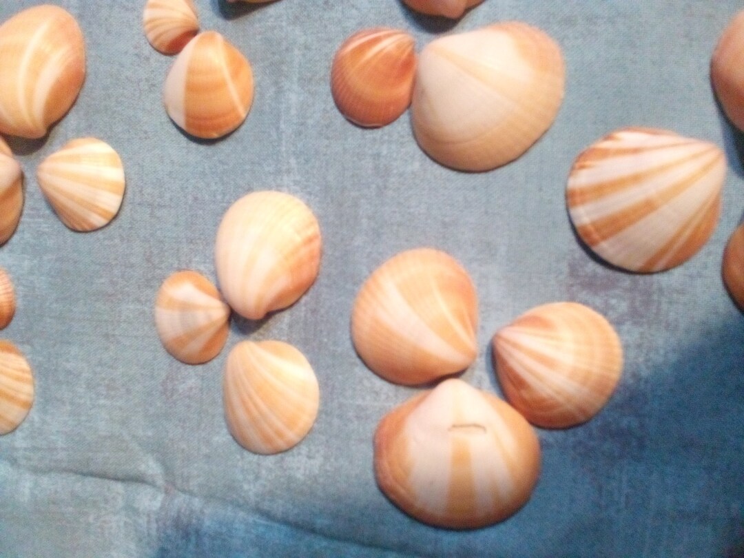 Starburst Bittersweet Clam Shells 12 Pieces Juno Beach - Etsy