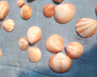 Bittersweet Clam - Etsy