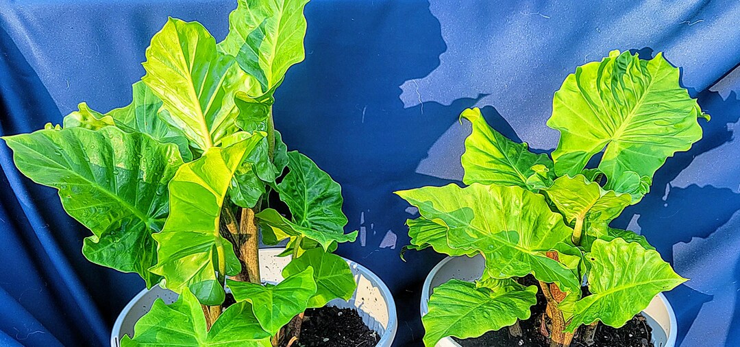Alocasia 'low Rider' - Alocasia Portora - Dwarf Elephant Ear- Live ...