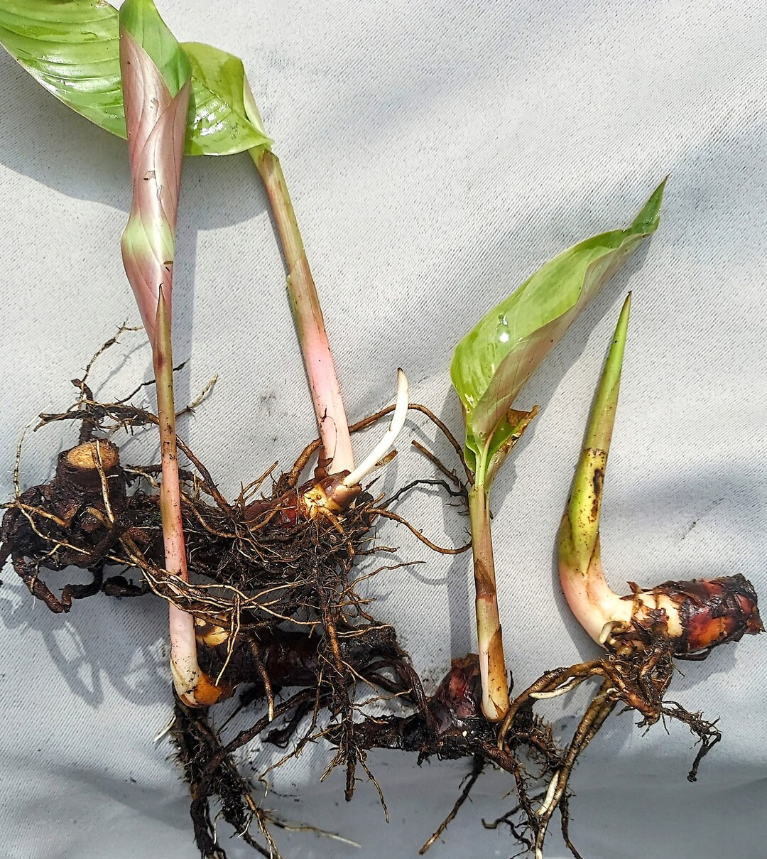 Parakeet Plant - Heliconia Psittacorum - False Bird of Paradise - Live ...