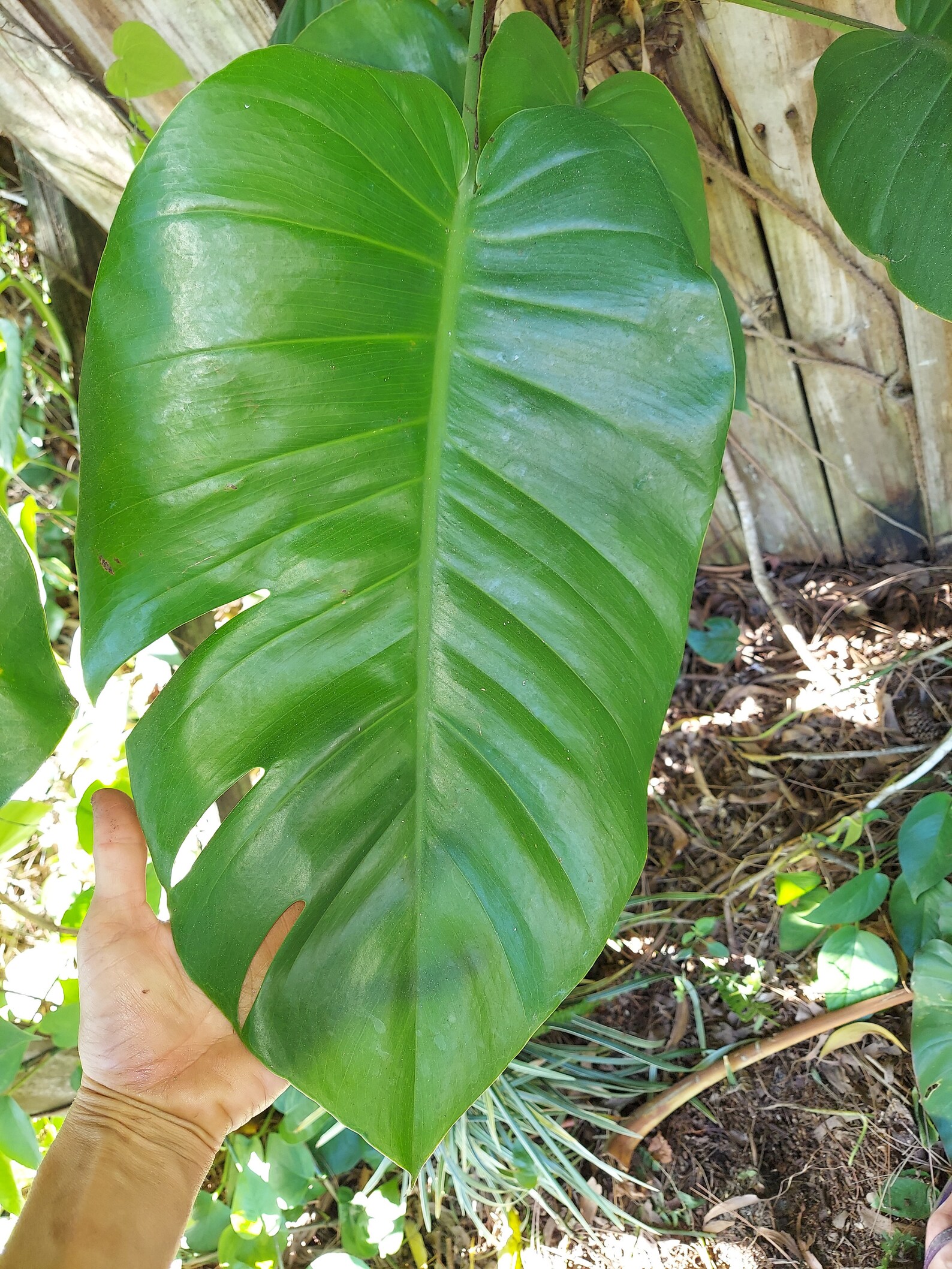 Giant GOLDEN Pothos Epipremnum Aureum Huge Variegated - Etsy Canada