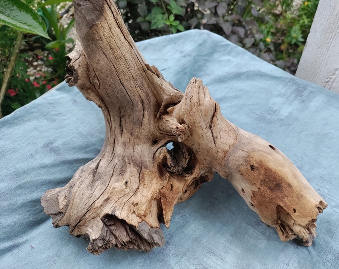 Dense Driftwood Log Possibly Partially Fossilized Unique, Intricate ...