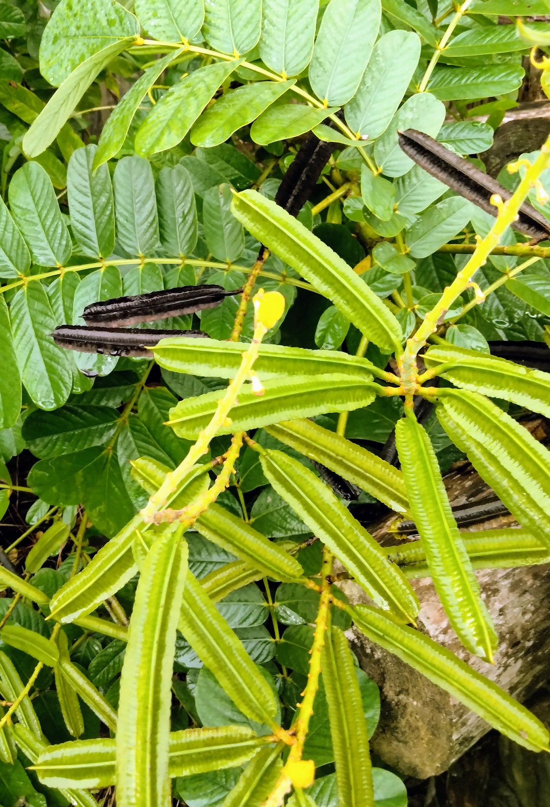 Candlebush Seeds - Cassia Alata Alata - Senna Alata - 25 Seeds - Etsy