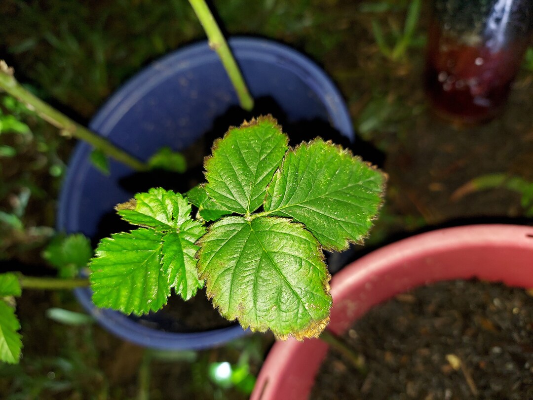 Sweetie Pie Blackberry Shoots - Rooted - Live Plant - Etsy