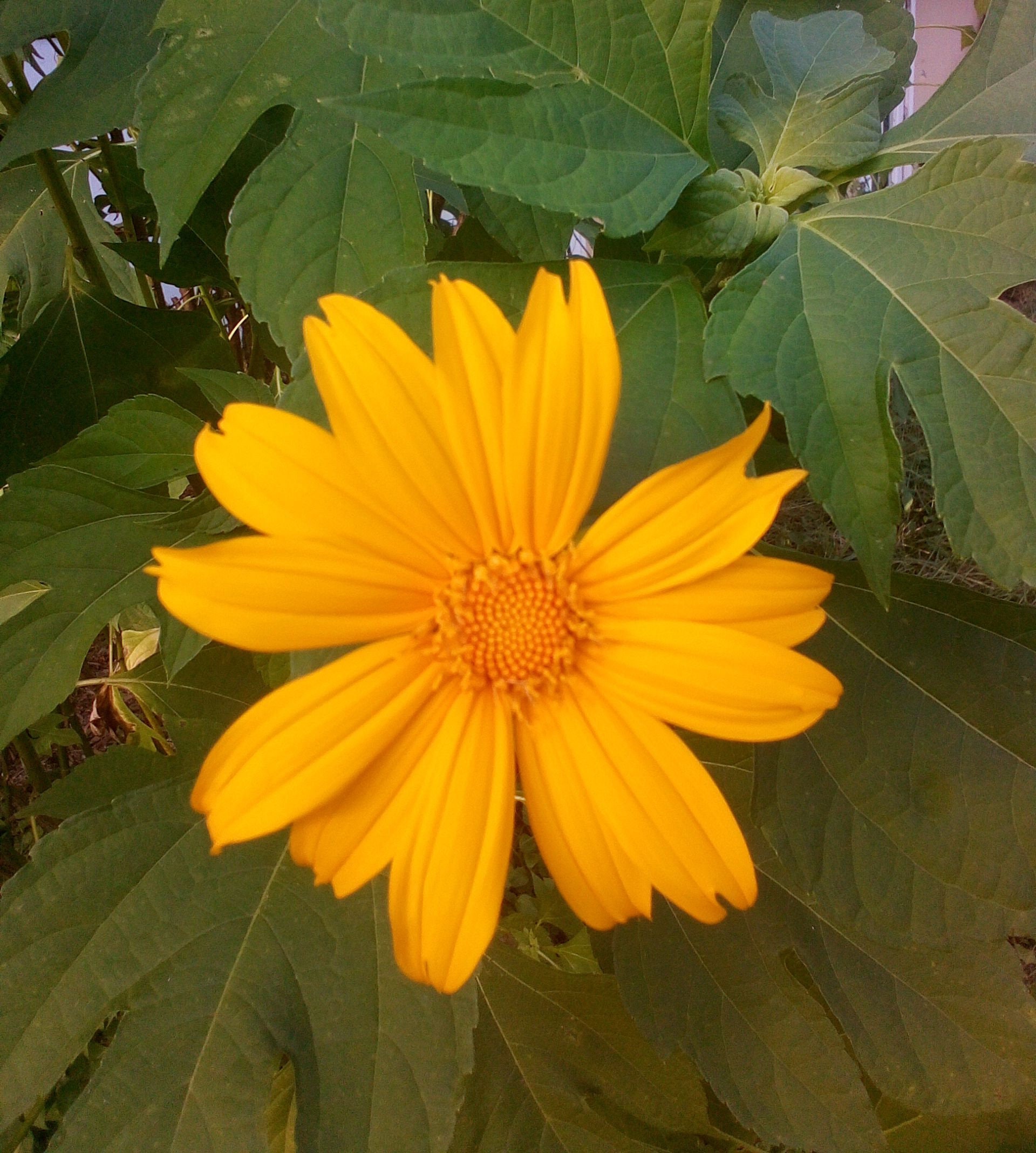 Mexican Sunflower Cuttings - Tithonia Diversifolia - Etsy