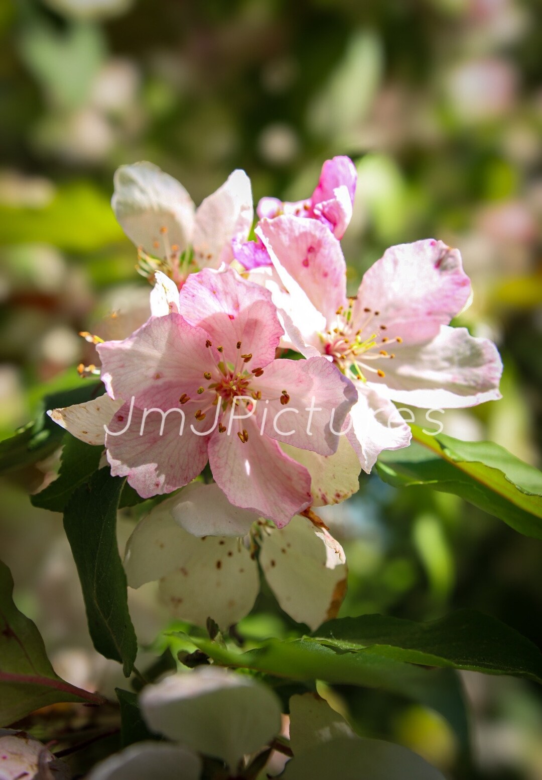 Pink Blossoms Photo Print | Digital Download, Print | 6x4, 5x7, 8x10 ...