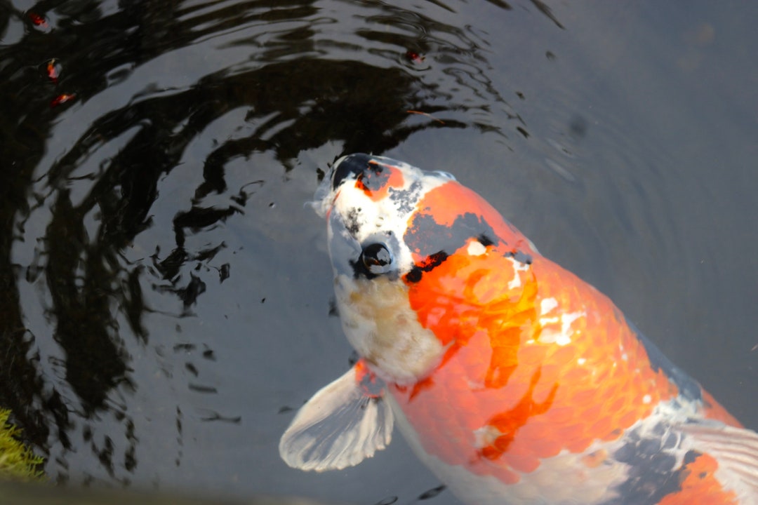 Koi Fish Photo Print Digital Download Print 6x4 5x7 - Etsy