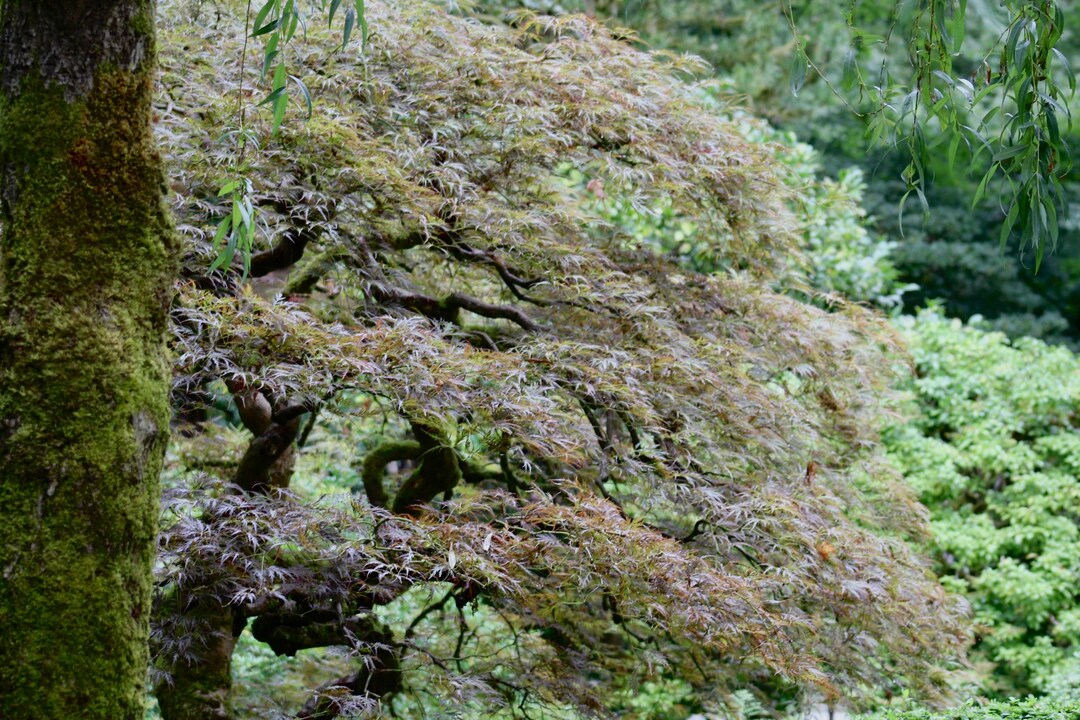 Tree Photo Print Digital Download Print 6x4 5x7 8x10 - Etsy