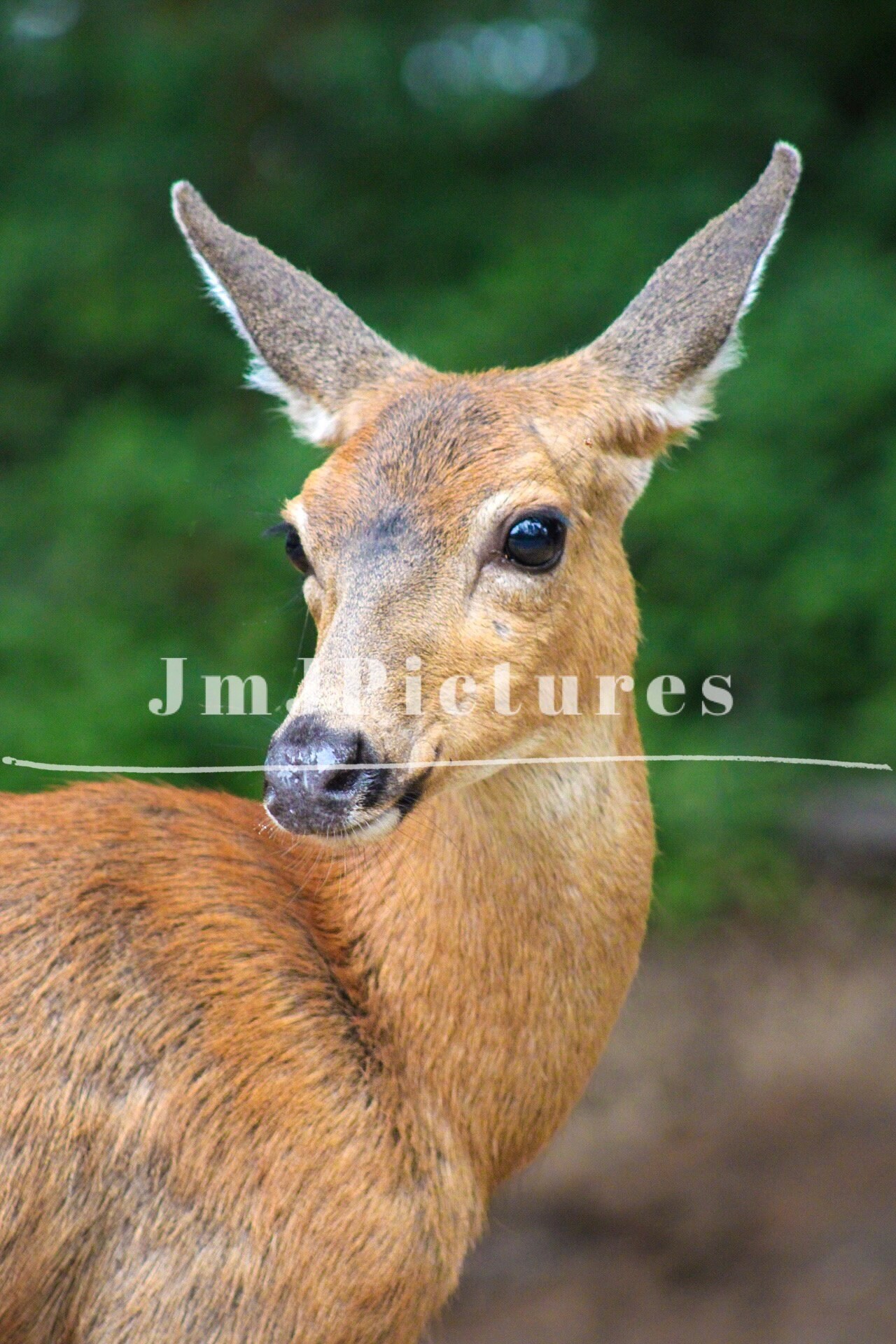 Deer Photo Print Digital Download, Print 6x4, 5x7, 8x10 - Etsy