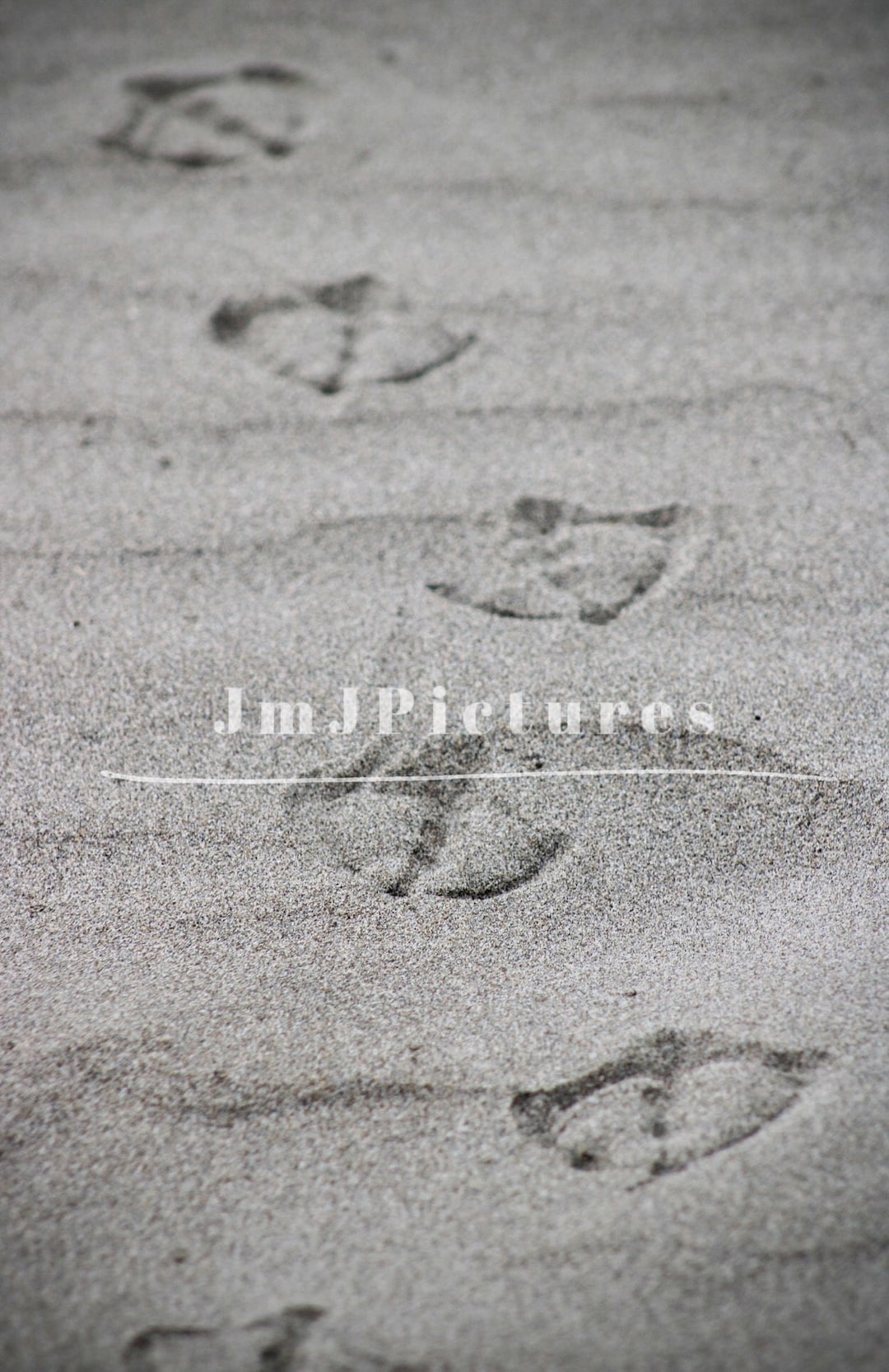 Bird Foot Prints Photo Print Digital Download, Print 6x4, 5x7, 8x10 - Etsy
