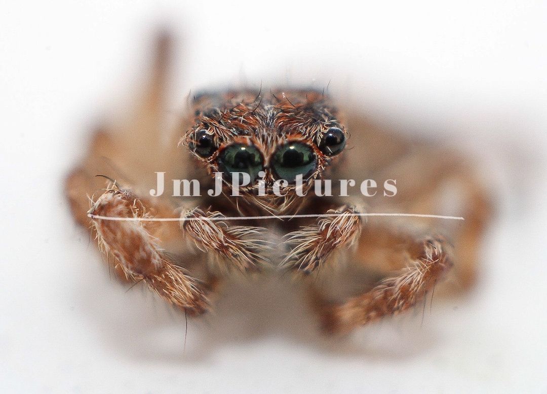 Spider Photo Print | Digital Download, Print | 6x4, 5x7, 8x10 | - Etsy