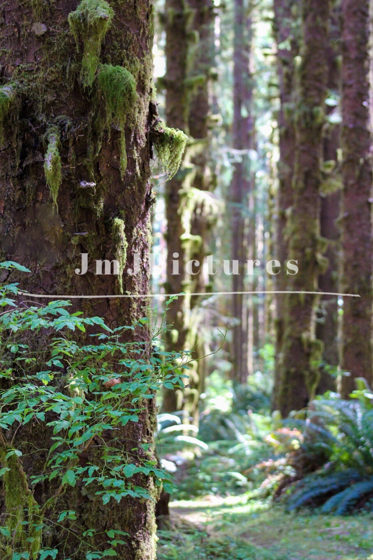 Tree Photo Print Digital Download, Print 6x4, 5x7, 8x10 - Etsy