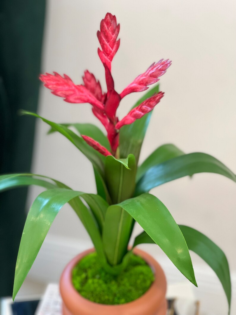 Gorgeous Red Faux Bromeliad Plant, Lifelike Greenery in Ribbed ...
