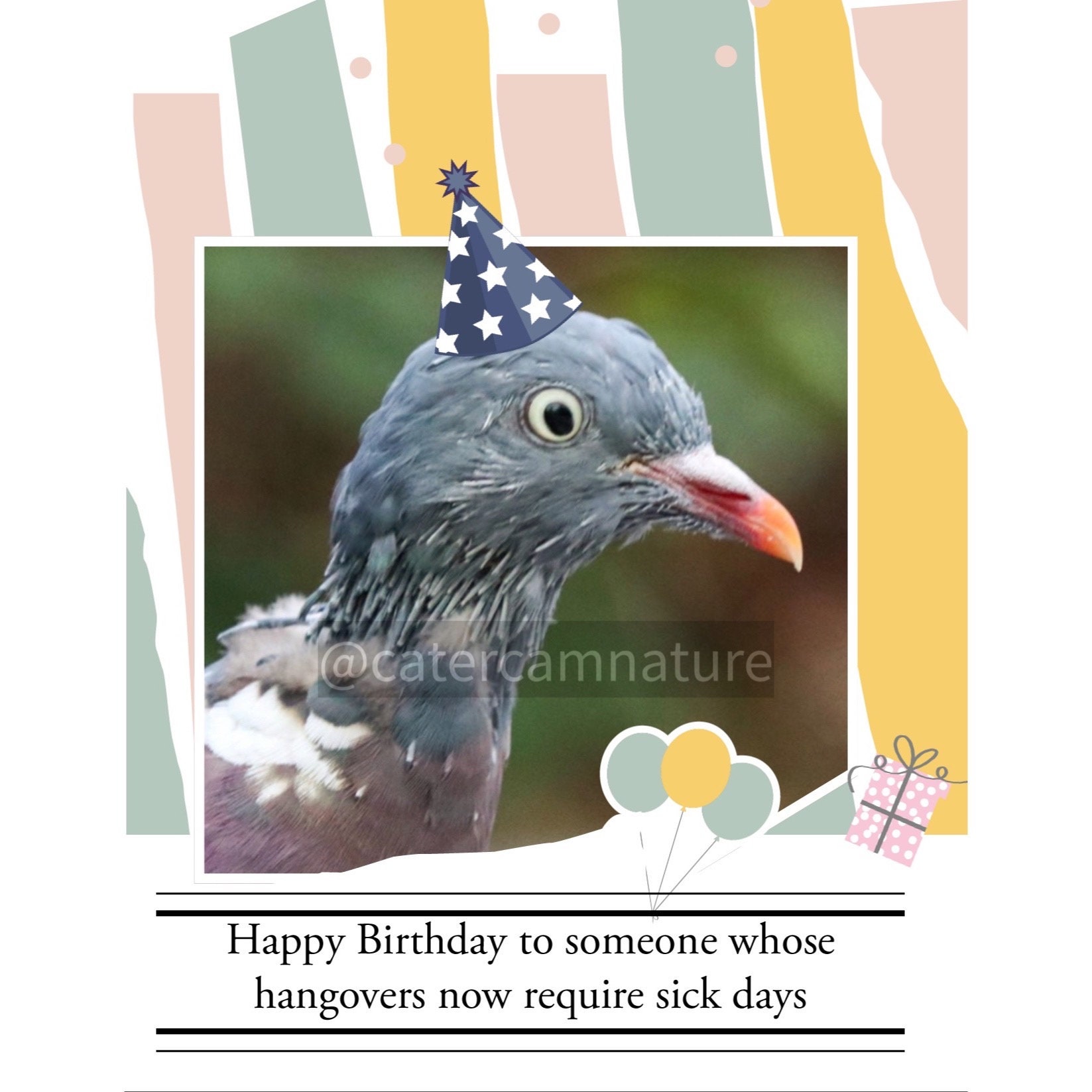 Birthday Card Pigeon Humour Music Pun Funny - Etsy